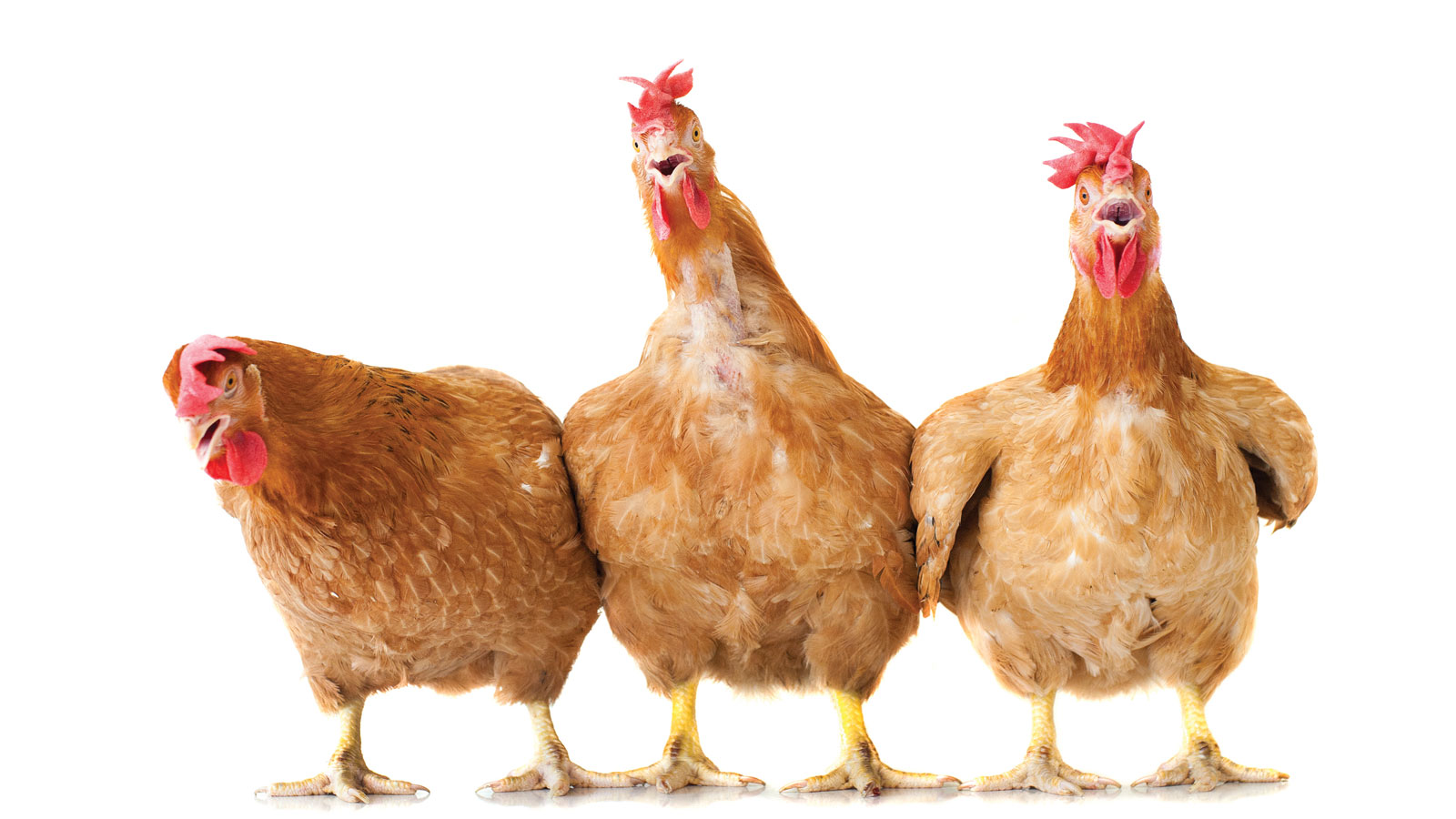 A Barnyard Chivaree in Pueblo | Colorado Lawyer